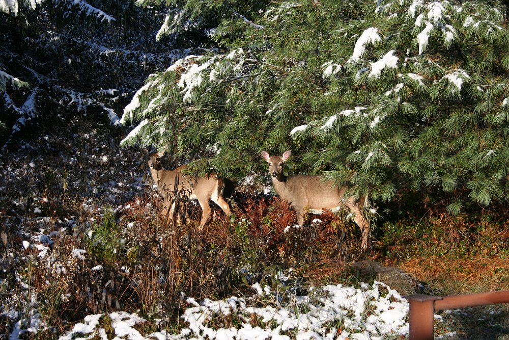 Riding high til I can't ride higher - RevZilla